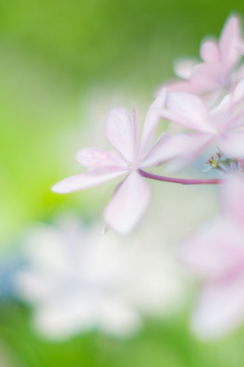 A Fairy Tale | GANREF