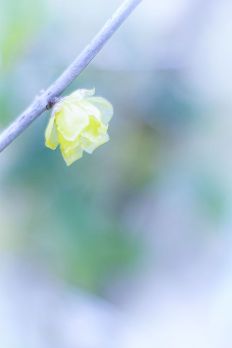 Winter Sweet | GANREF