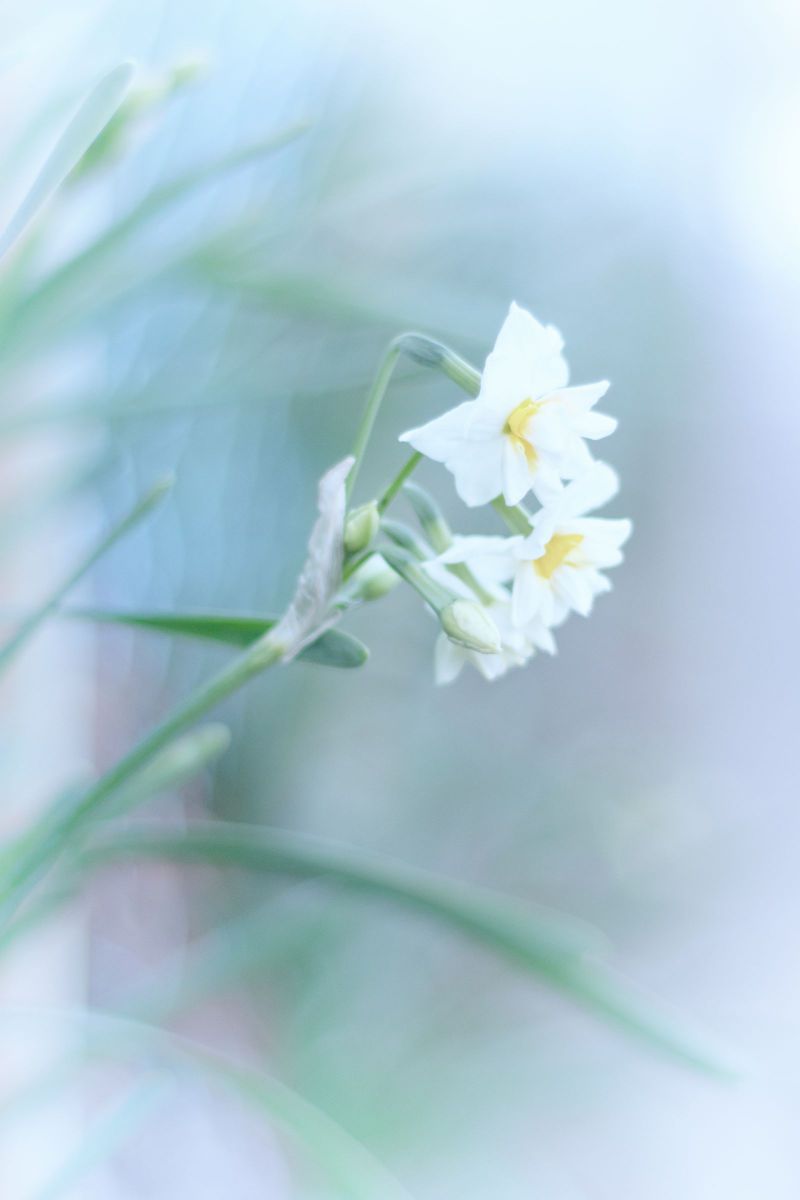 The Butterfly Dream | GANREF