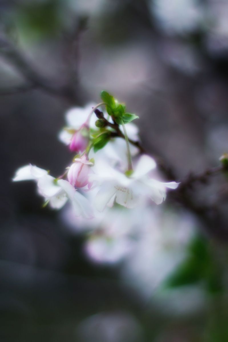 Before I knew it ... | GANREF