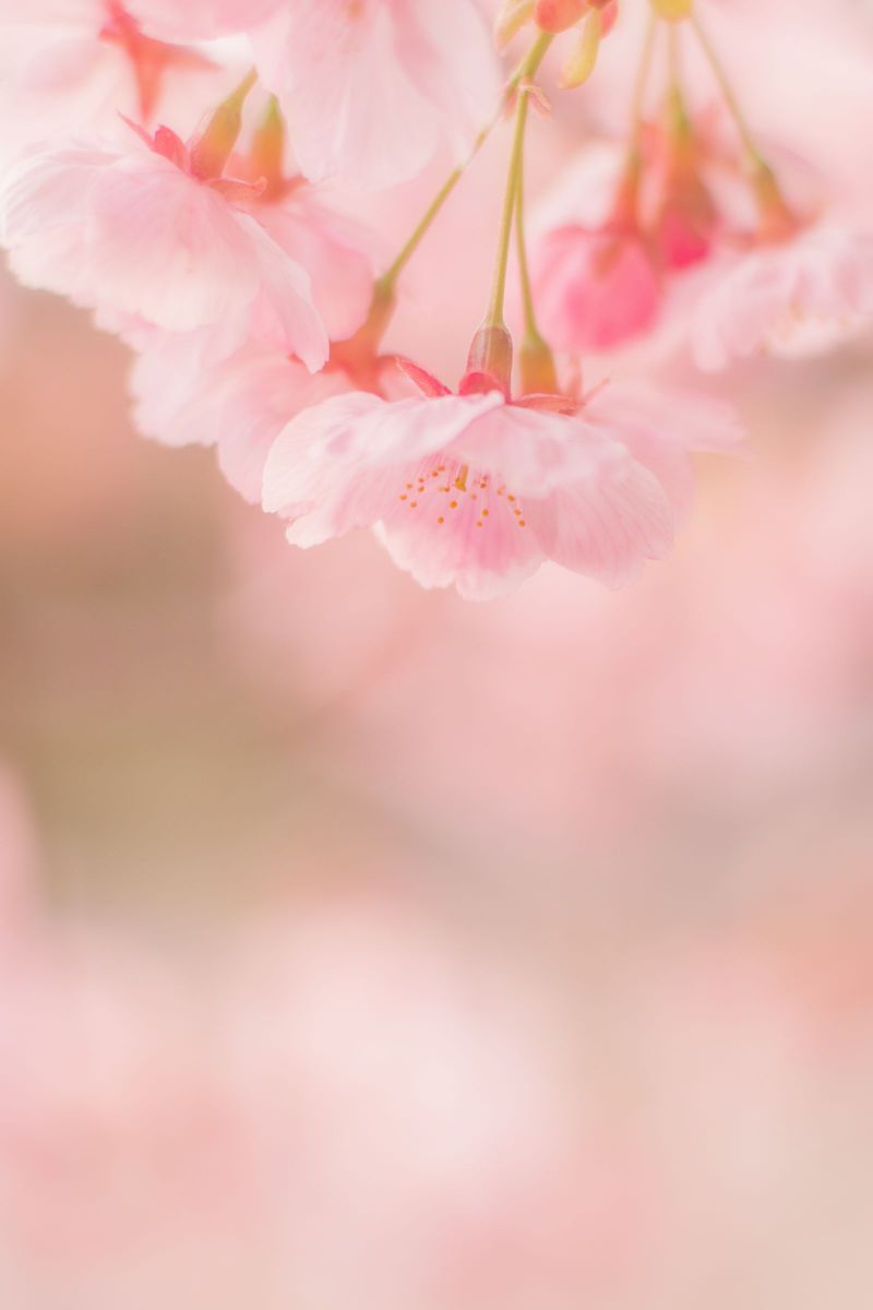 Pure Innocence | GANREF