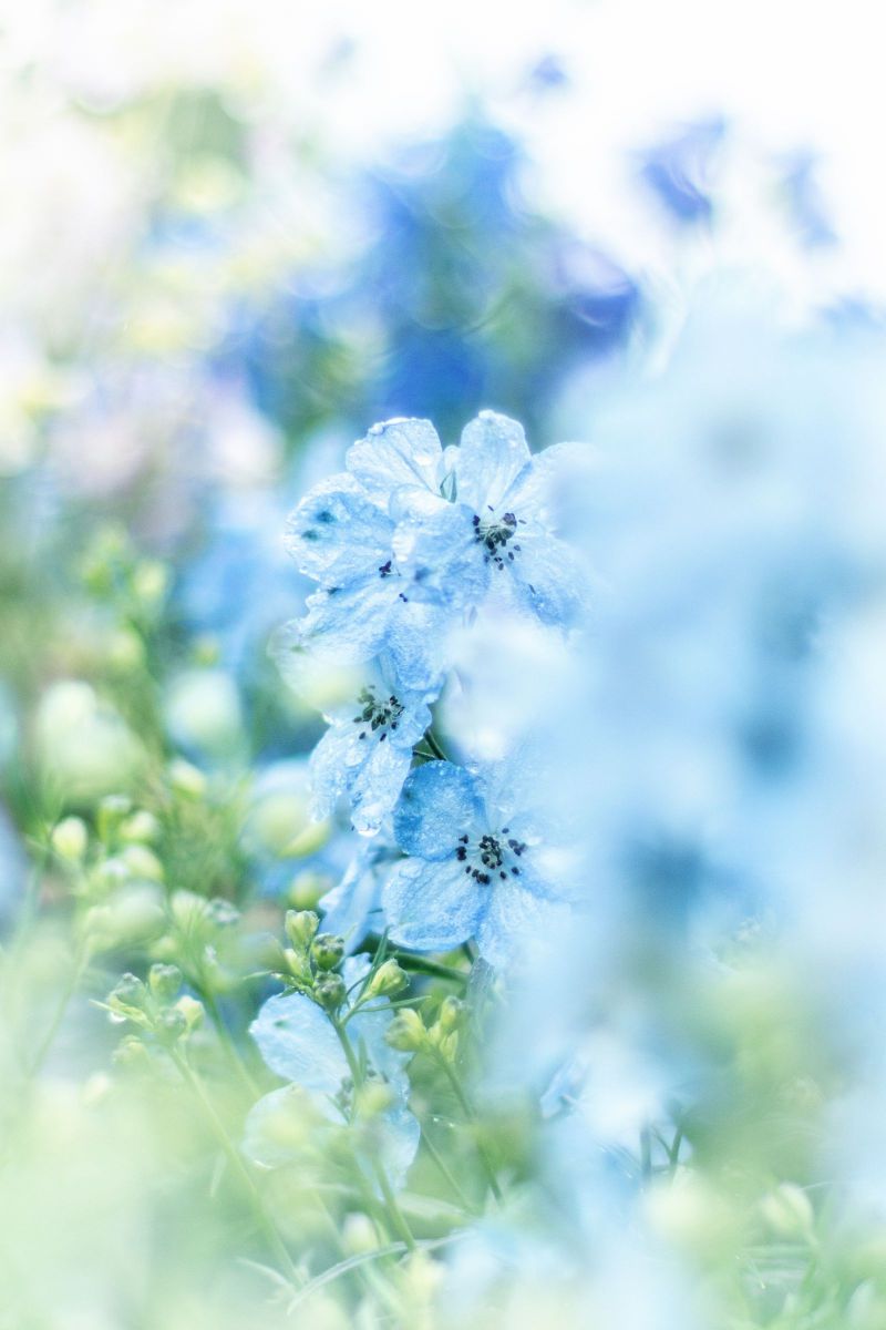Blue Spring | GANREF