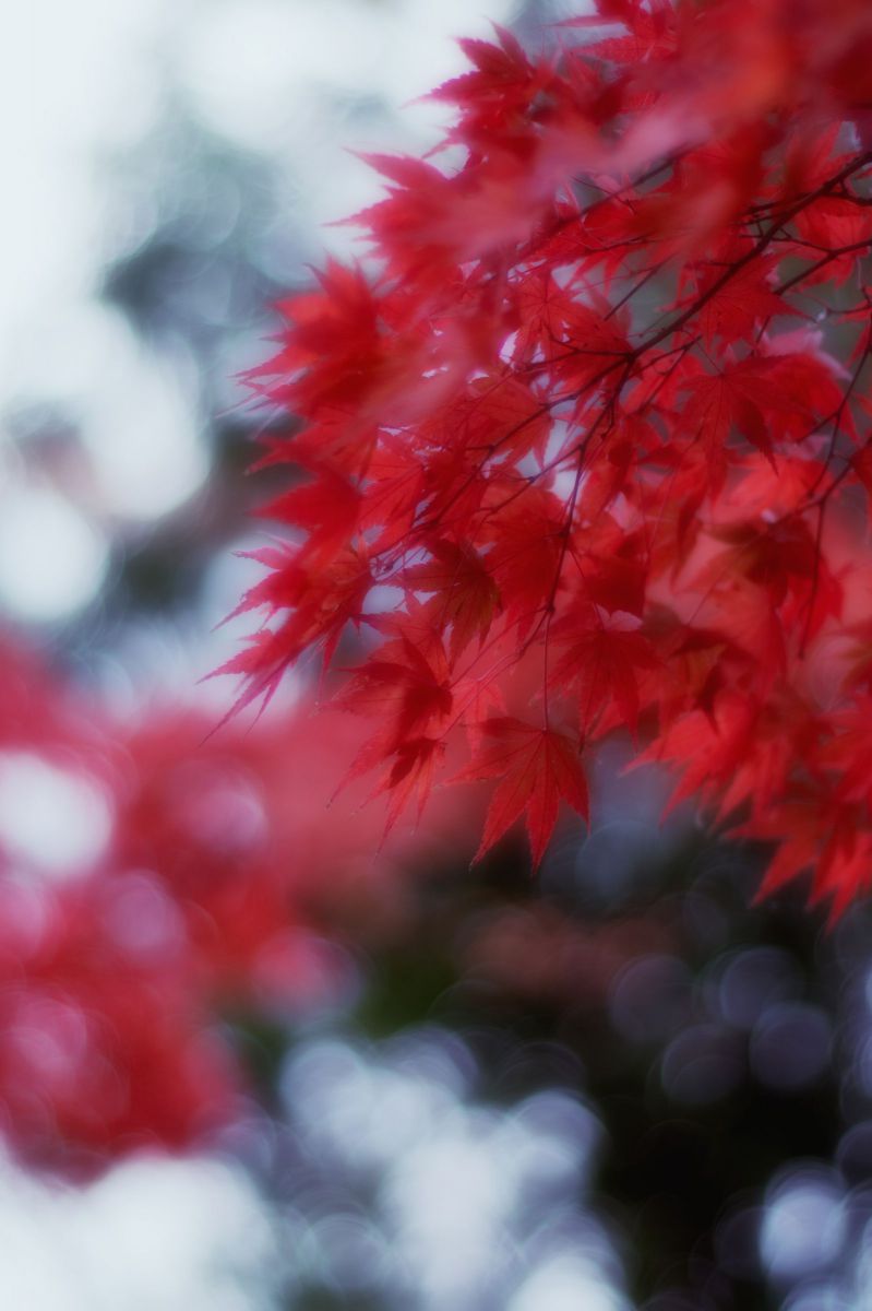 Winter Flavor | GANREF