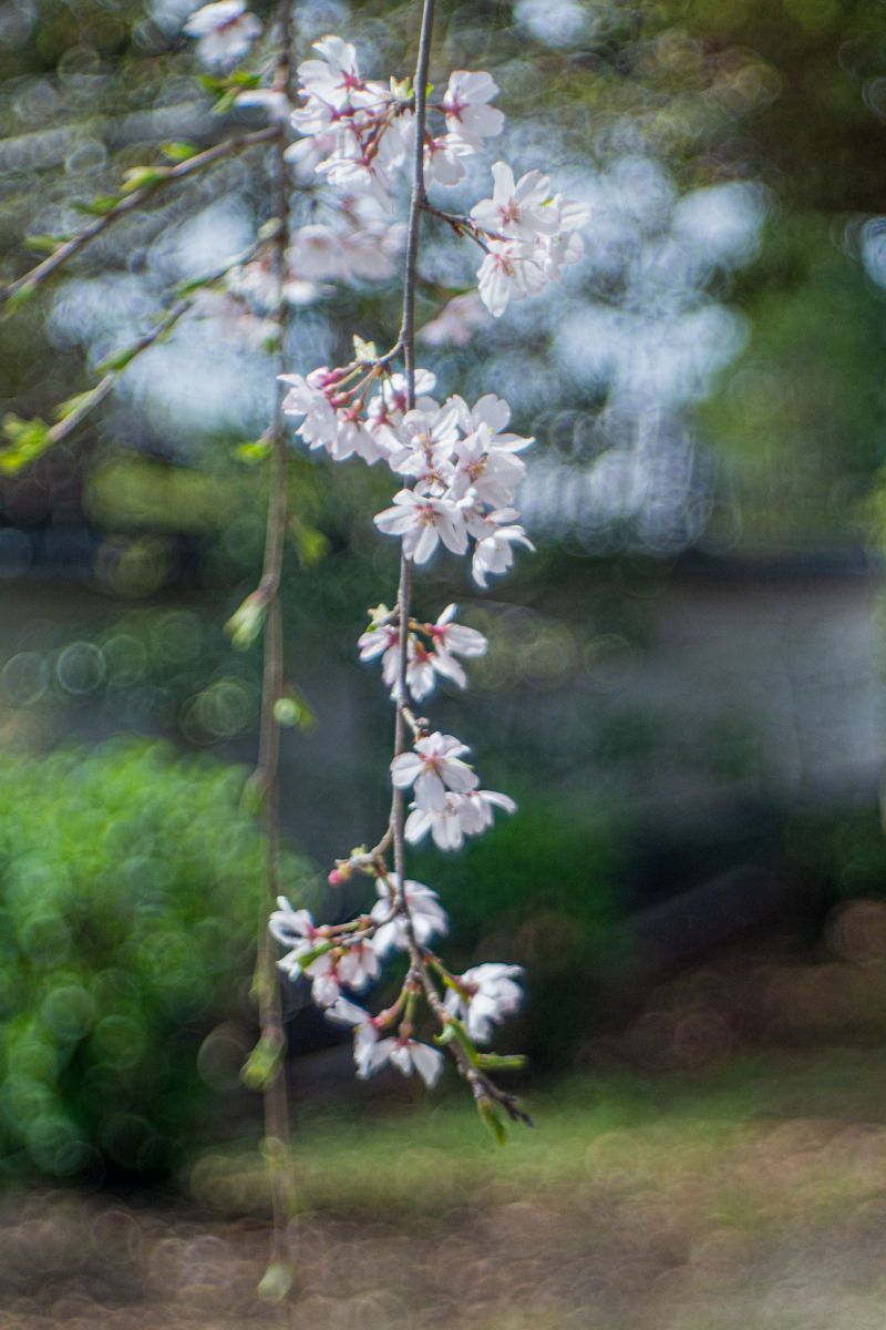 Spring Drops | GANREF