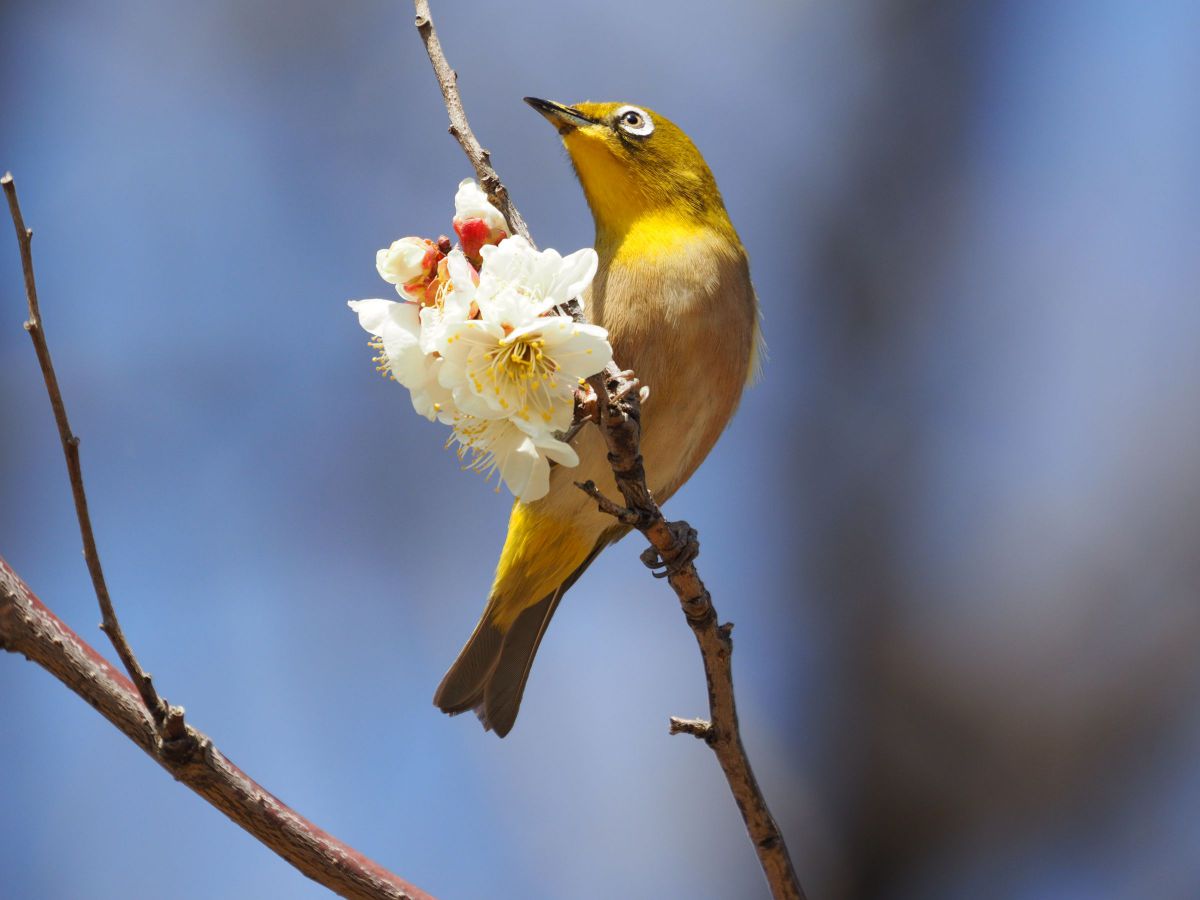 Spring has come | GANREF