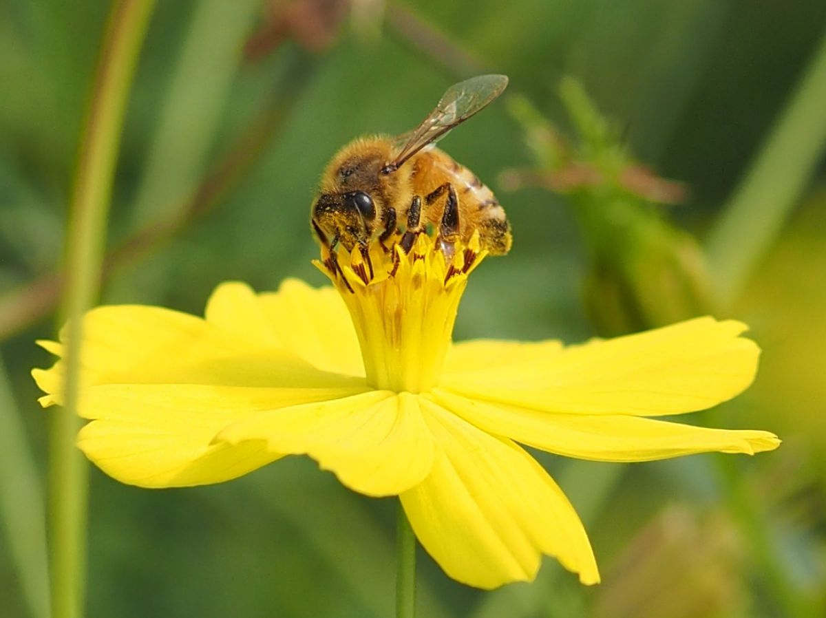 BEE AT WORK | GANREF