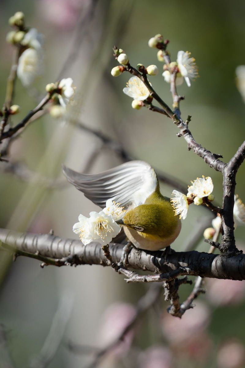 これは僕のだ！ | GANREF