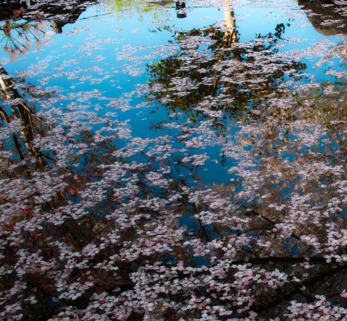 Monet's Cherry | GANREF