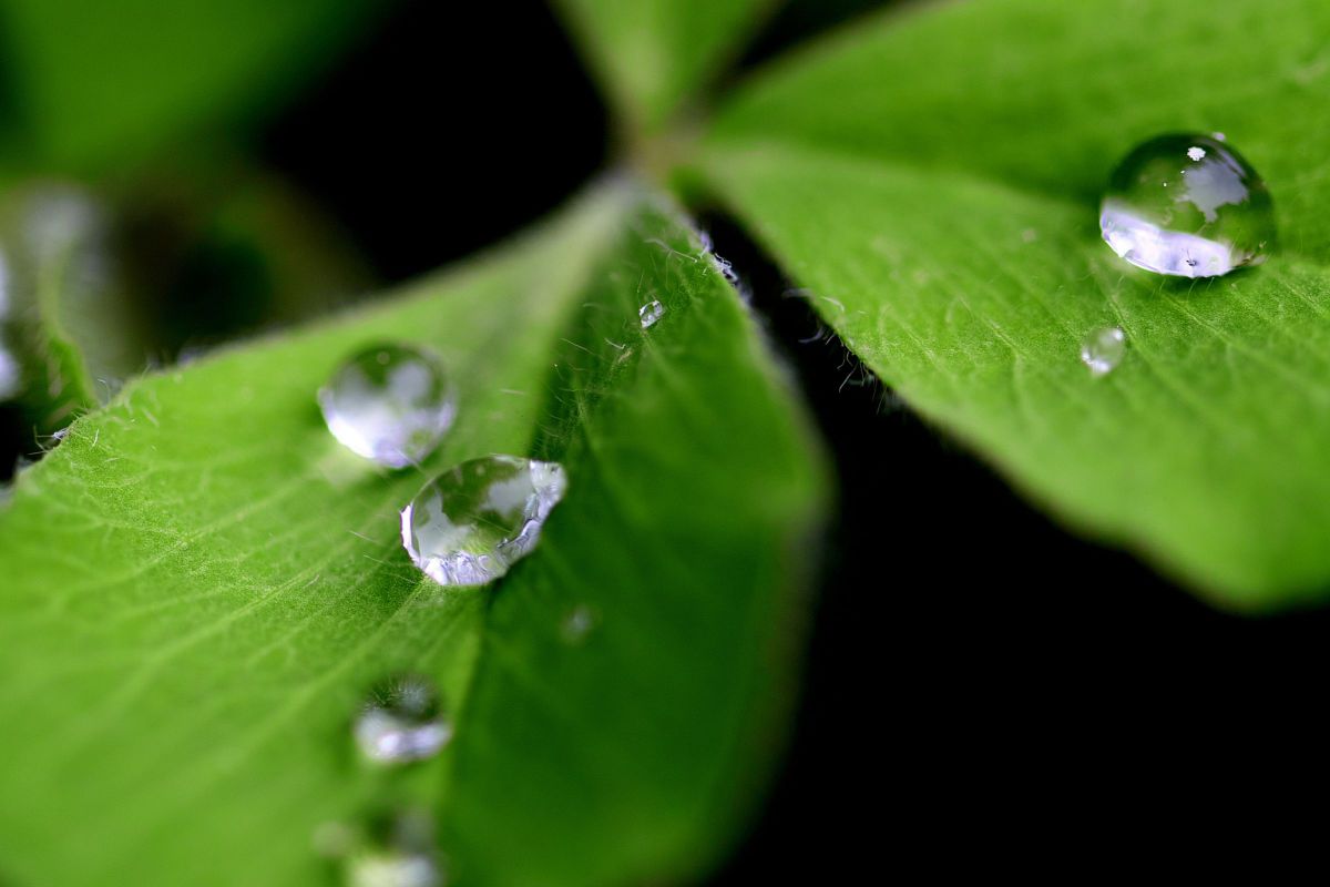 PLANET-A-RIUM | GANREF