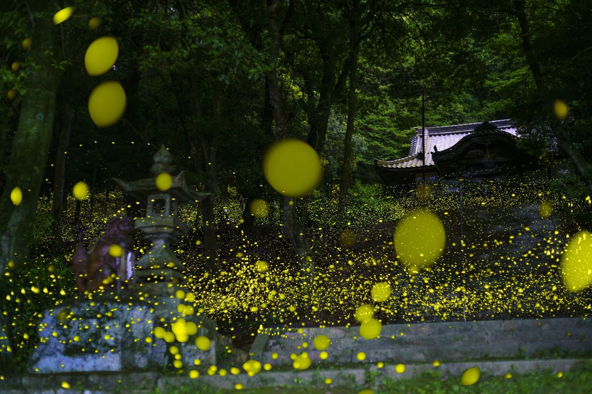 舞い踊る | GANREF