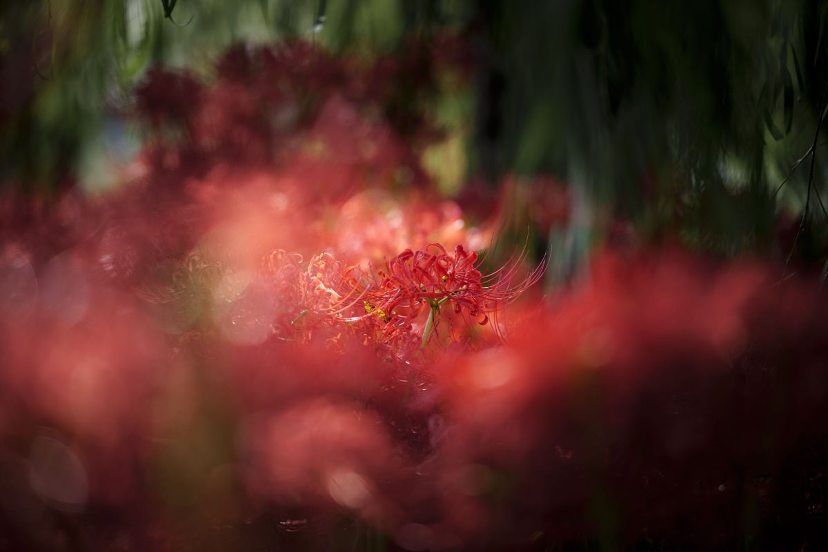 ひっそりと | GANREF