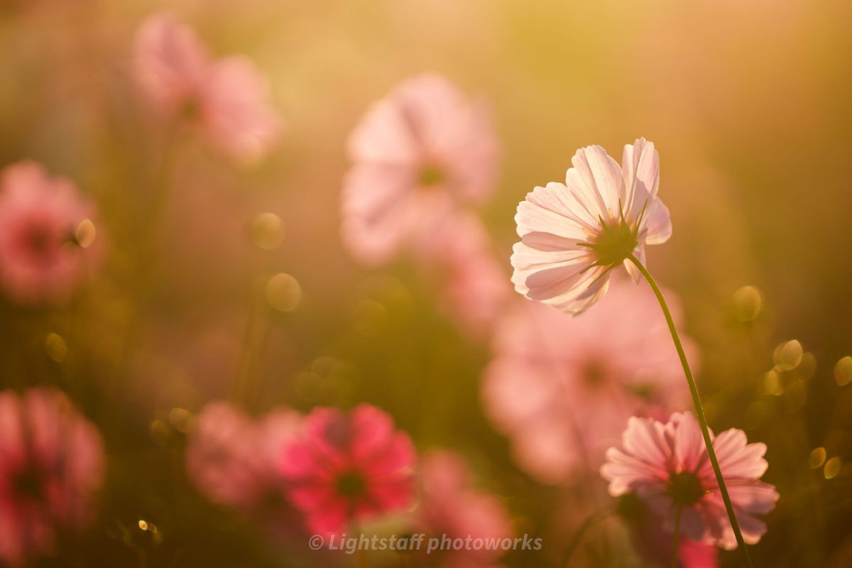 No flower, No life | GANREF