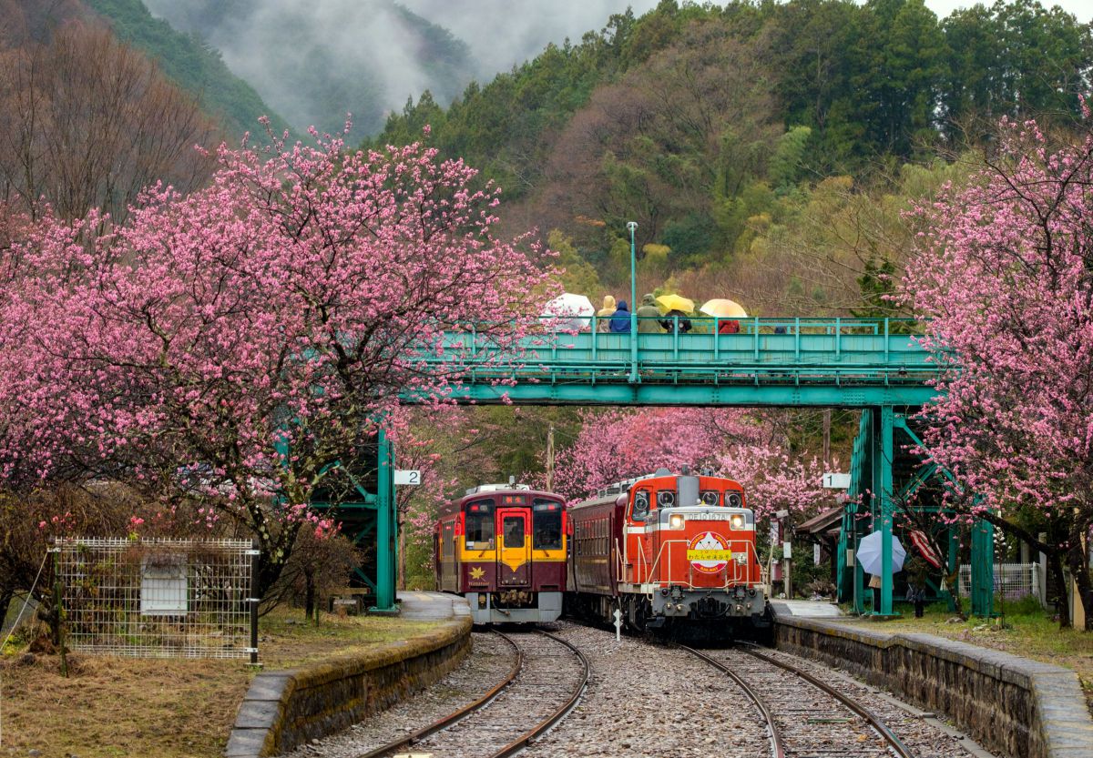 花桃の咲く頃 | GANREF