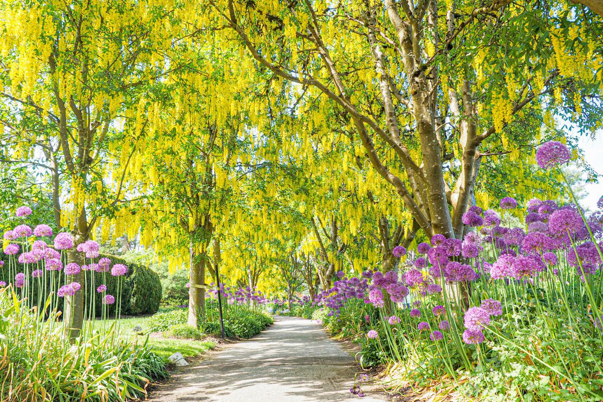 Laburnum Walk | GANREF