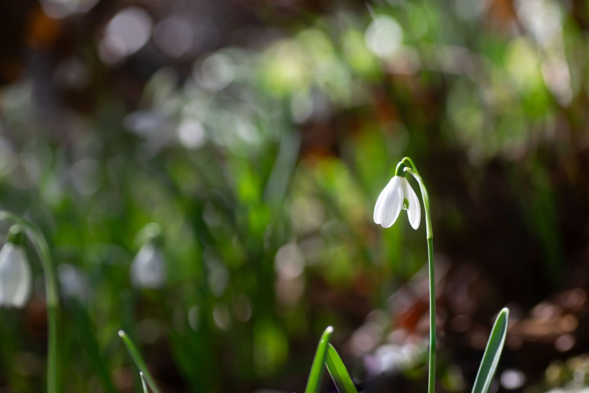 陽だまり | GANREF