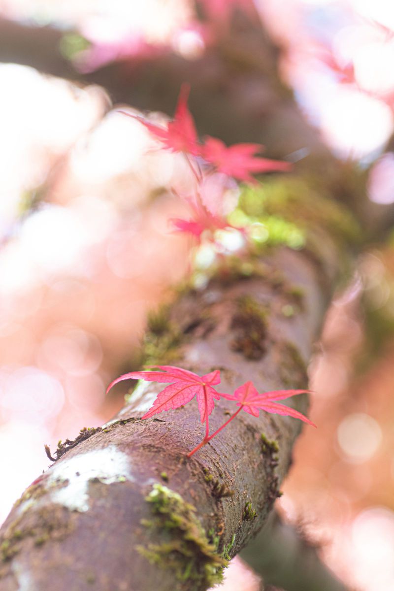 5月のもみじ | GANREF