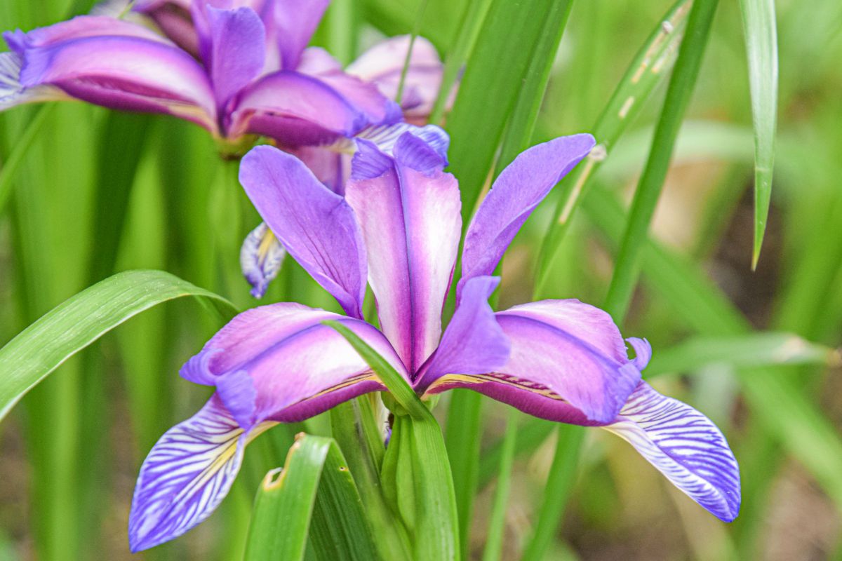 Hybrid Iris | GANREF