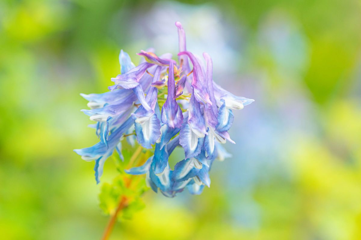 Gradation Blue | GANREF