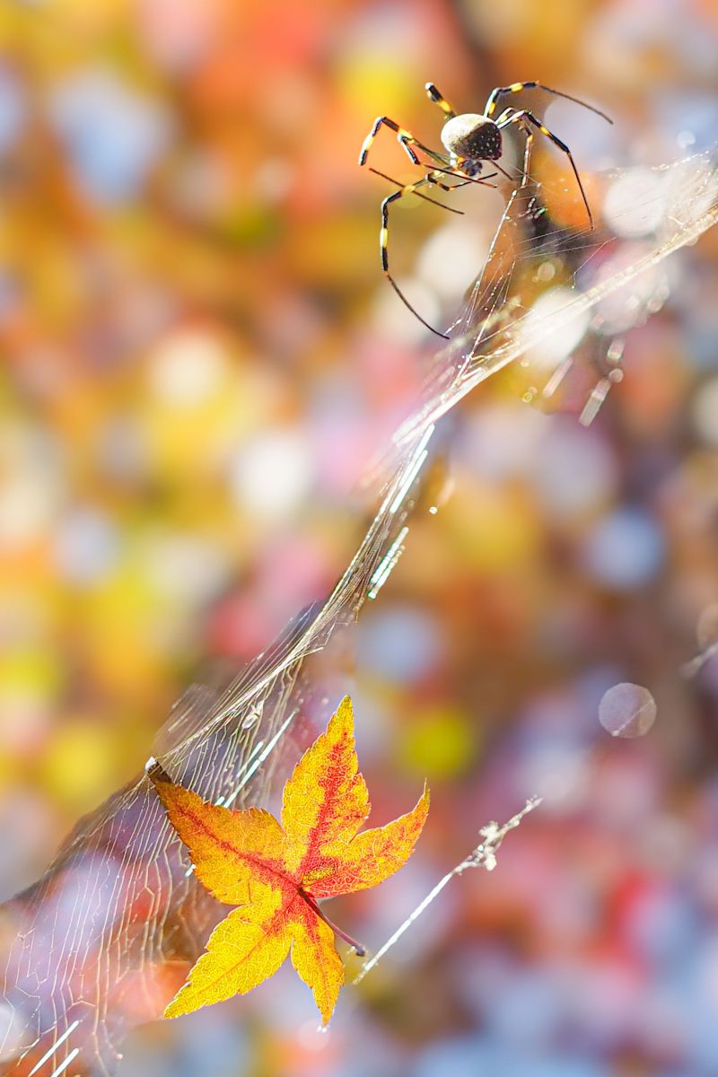 ベジタリアン | GANREF