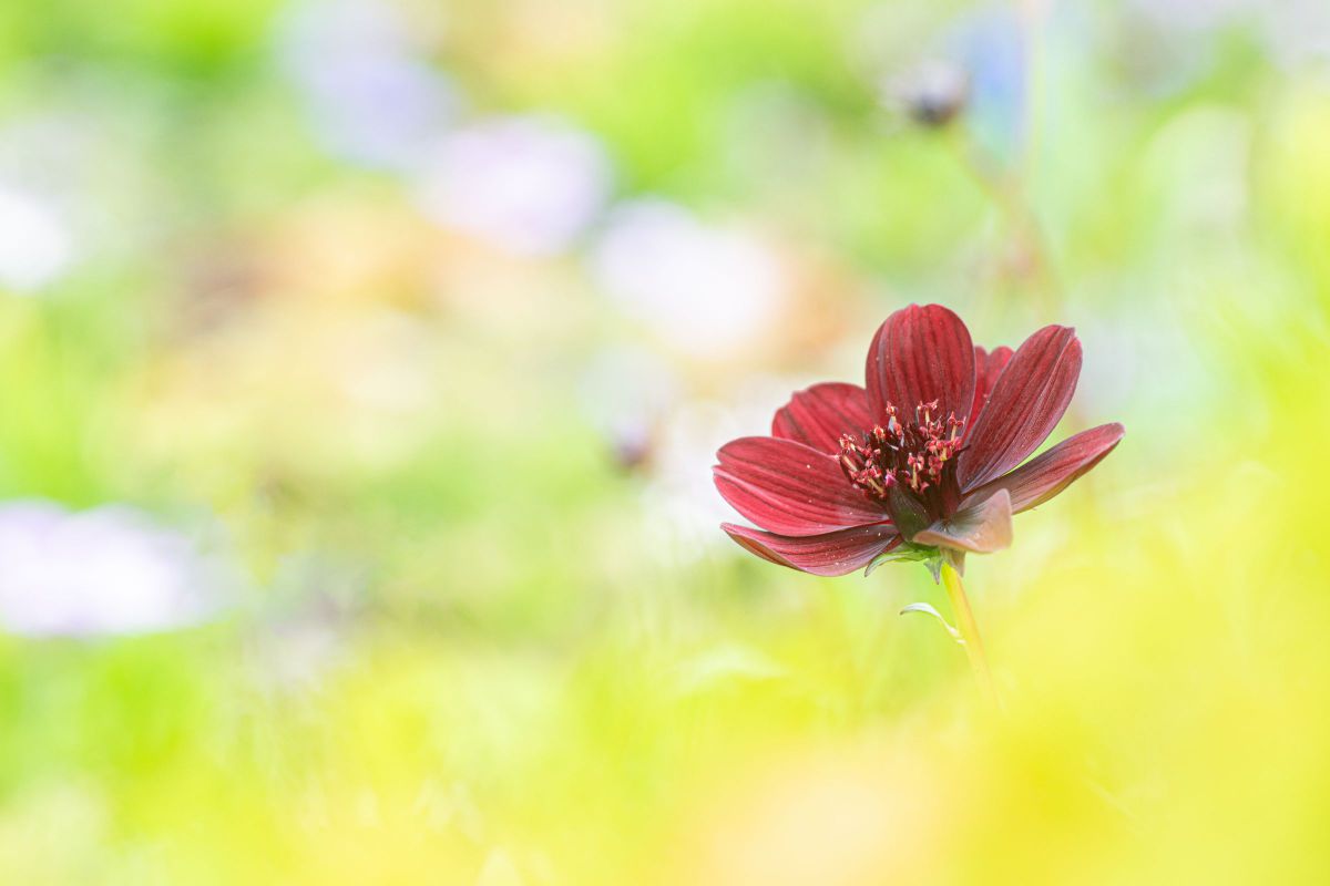 Scent of Dream | GANREF