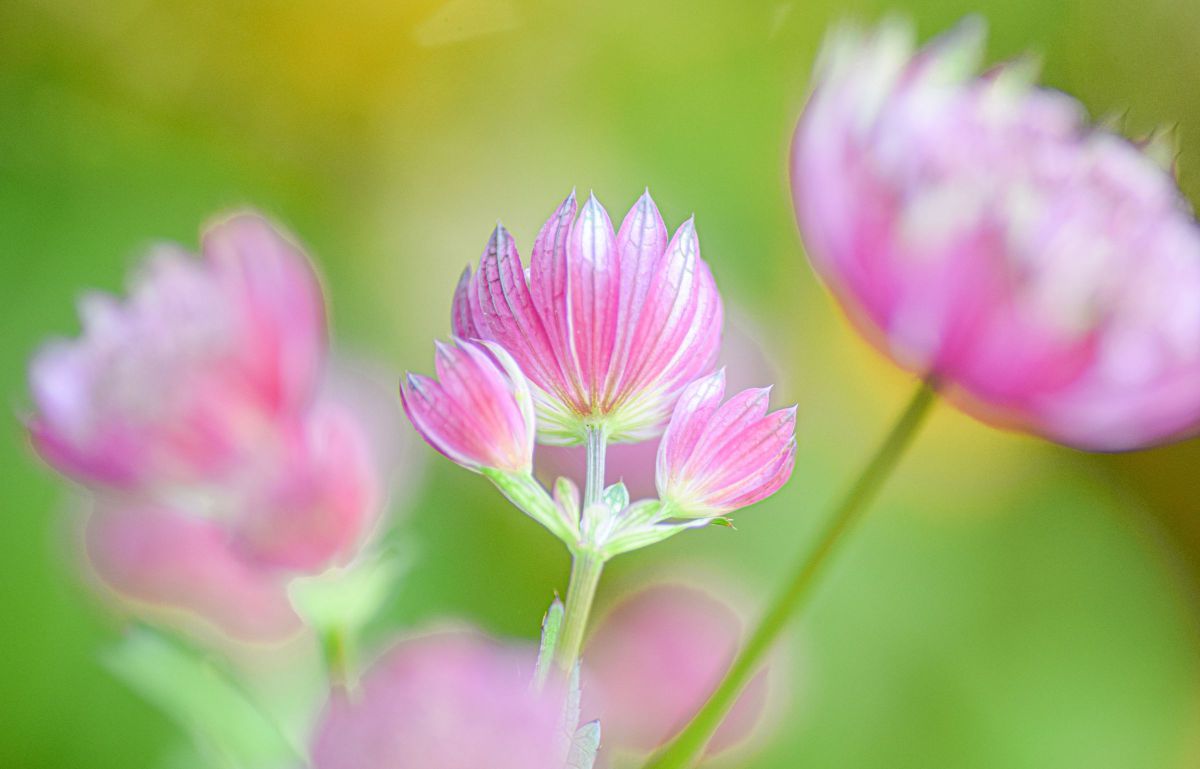 Baby Flower | GANREF