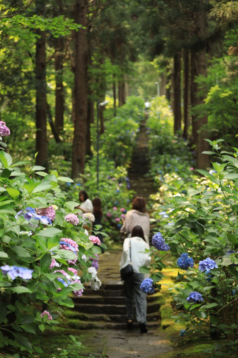 真夏の遥か | GANREF