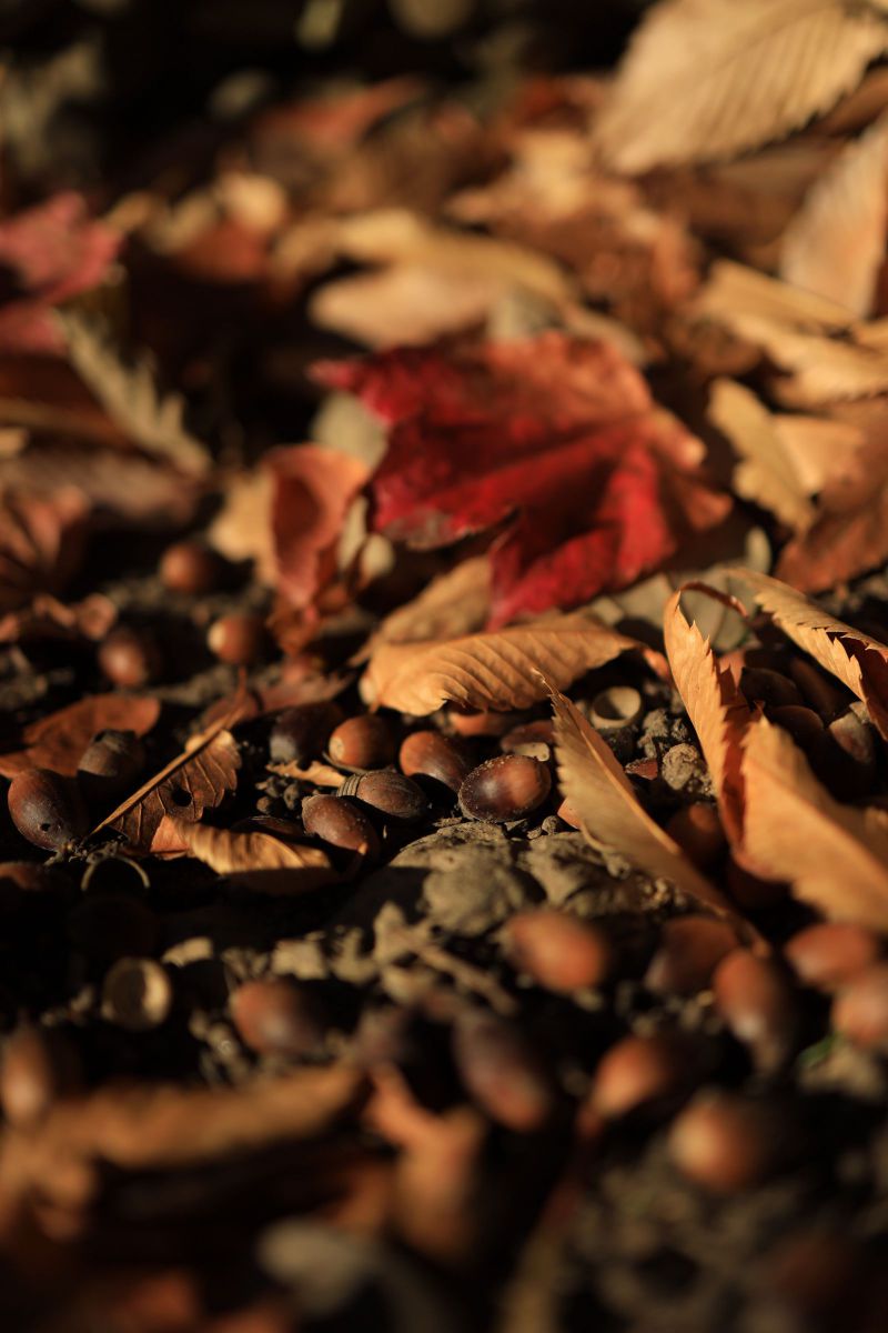 brown gradation | GANREF