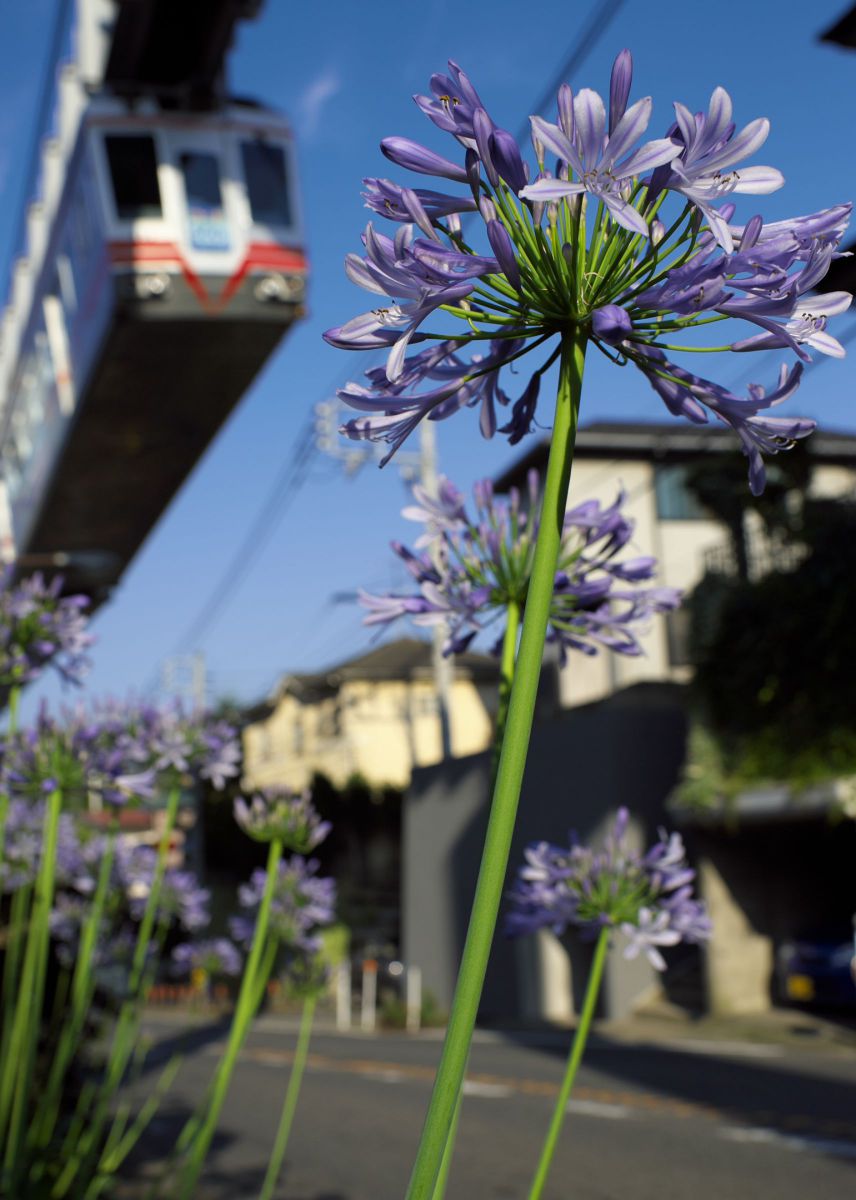 車道にはみ出すアガパンサス | GANREF
