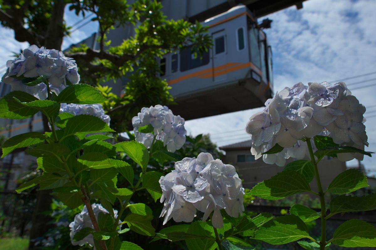 梅雨の晴れ間 | GANREF