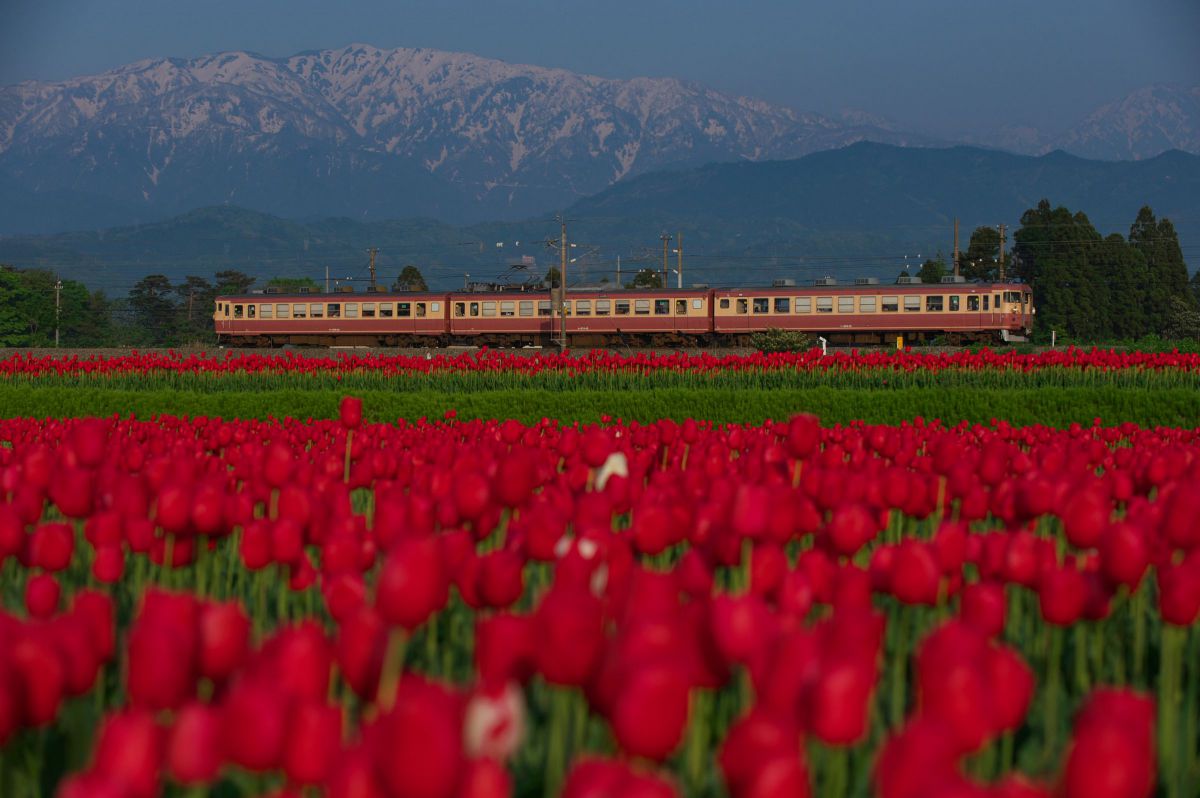 富山県花 | GANREF
