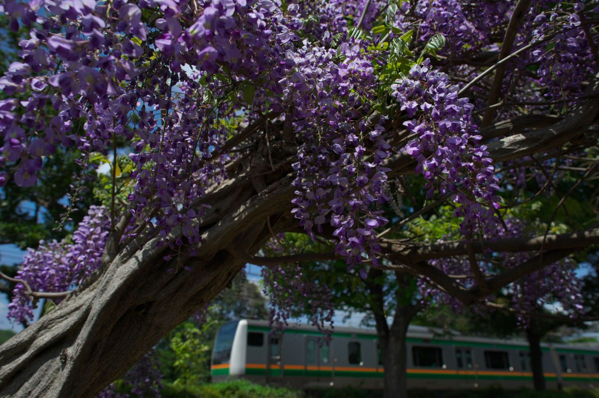 藤と時速120キロの電車を楽しめる公園 | GANREF
