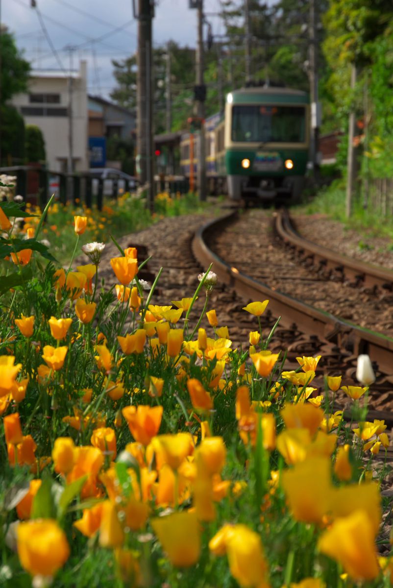 ハナビシソウ | GANREF