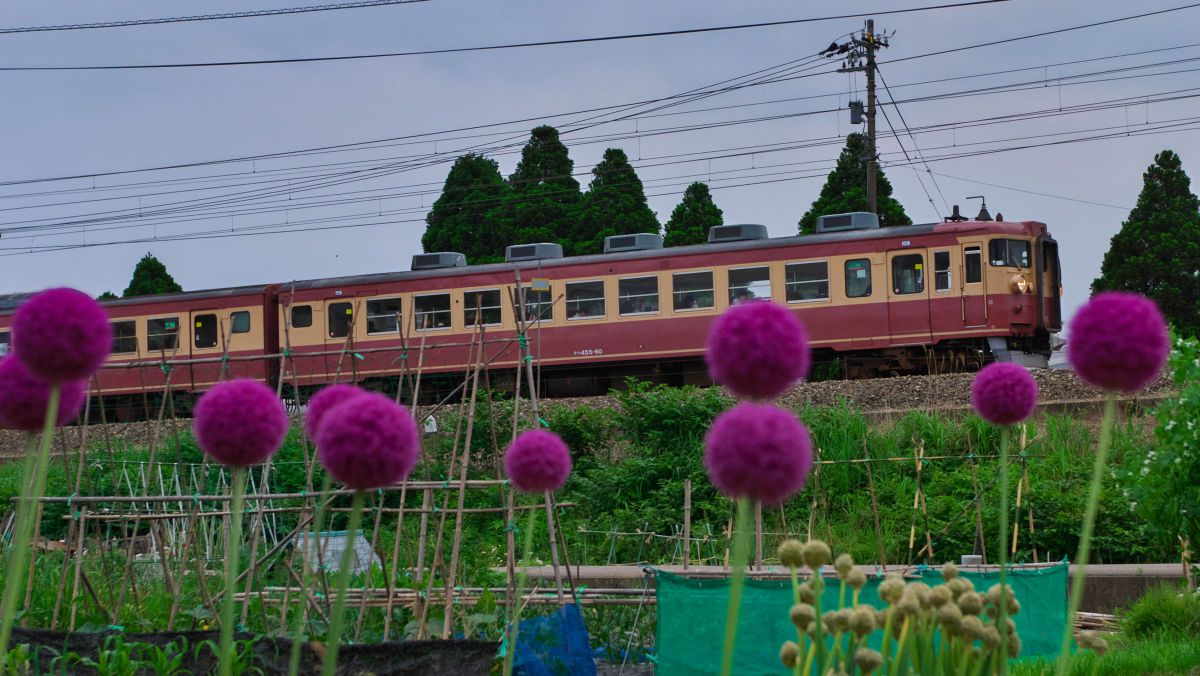 ハナネギに遭遇 | GANREF