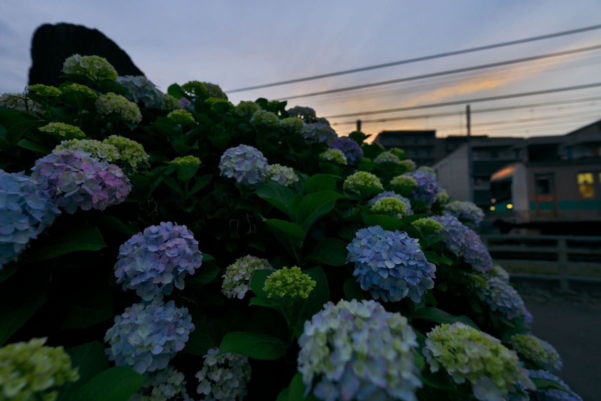 移ろう色 | GANREF