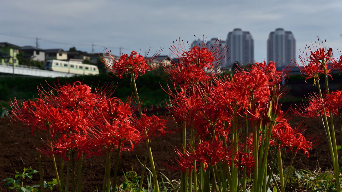公園～女子大 | GANREF