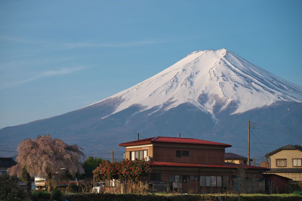 しだれかつら | GANREF