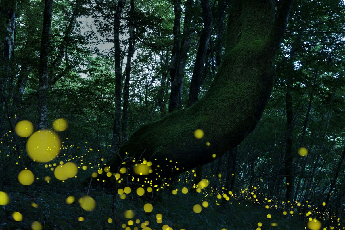 ヒメボタル | GANREF