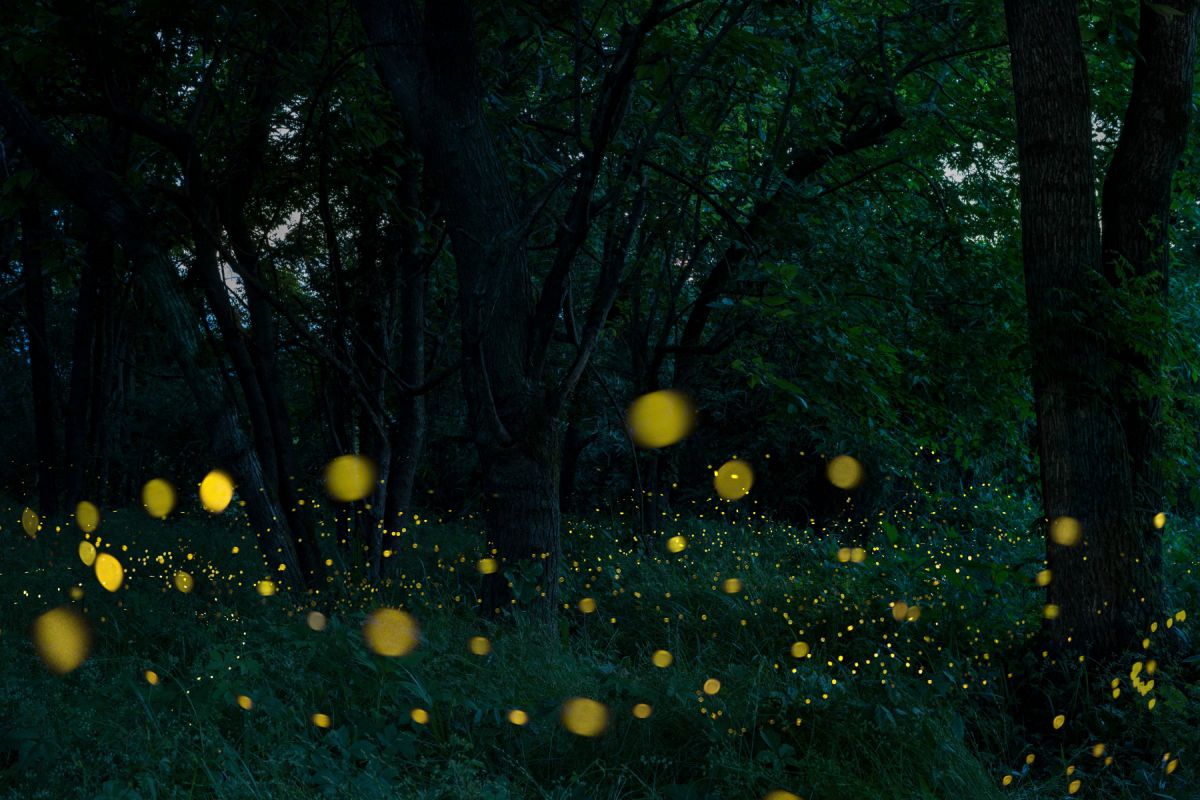 ヒメボタル 2025 | GANREF