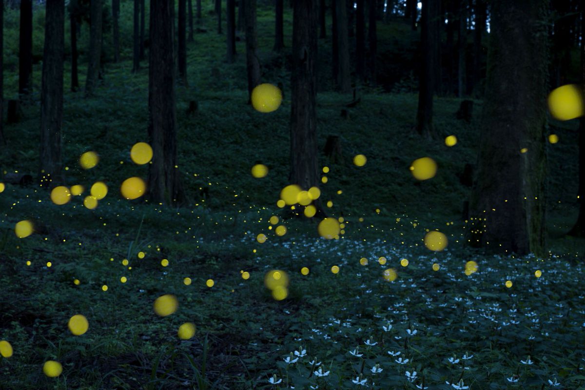 ヒメボタル 2025 | GANREF