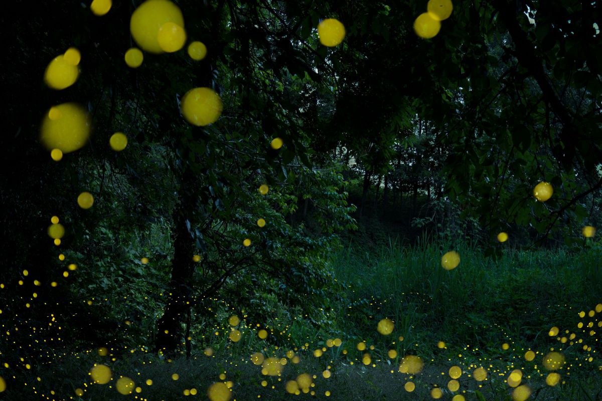 ヒメボタル 2025 | GANREF