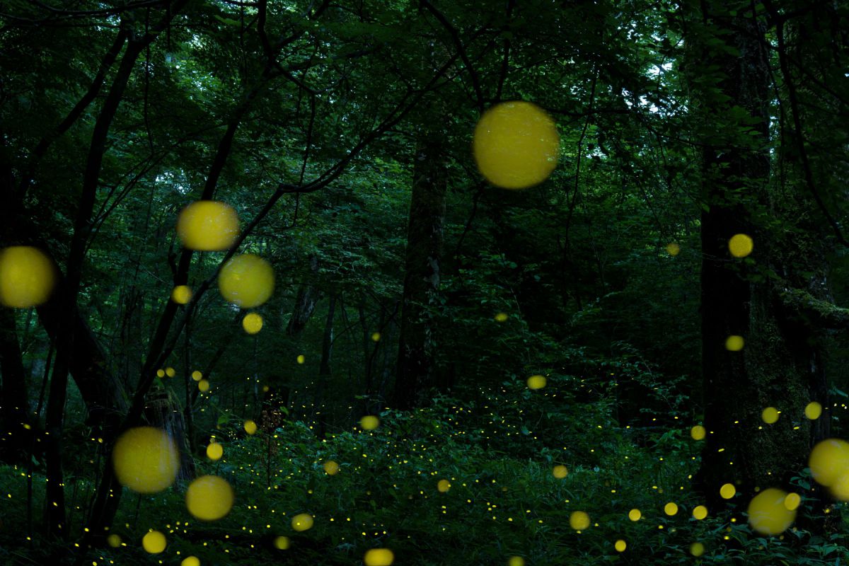 ヒメボタル 2025 | GANREF