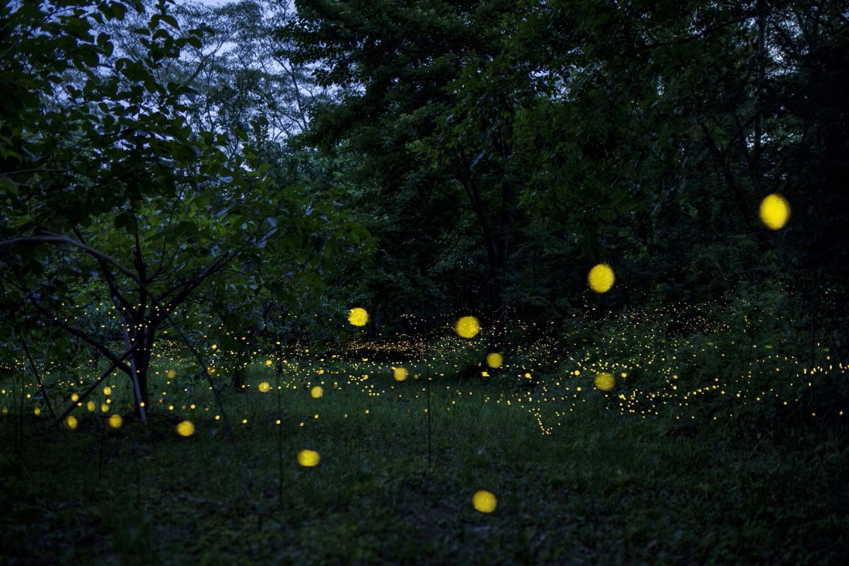 ヒメボタル | GANREF