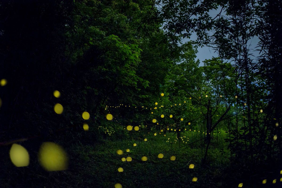 ヒメボタル | GANREF