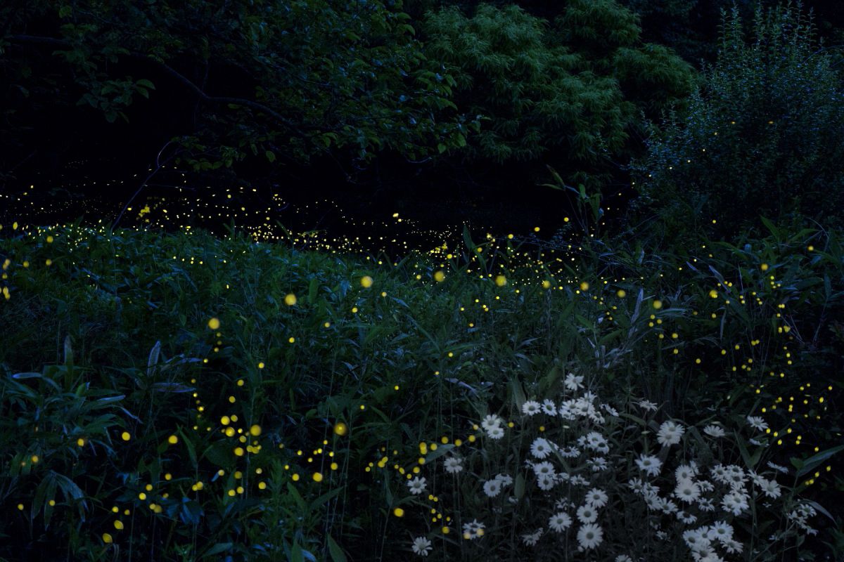 ヒメボタル | GANREF