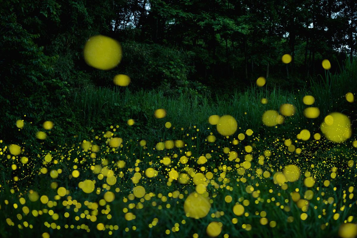 ヒメボタル 2025 | GANREF