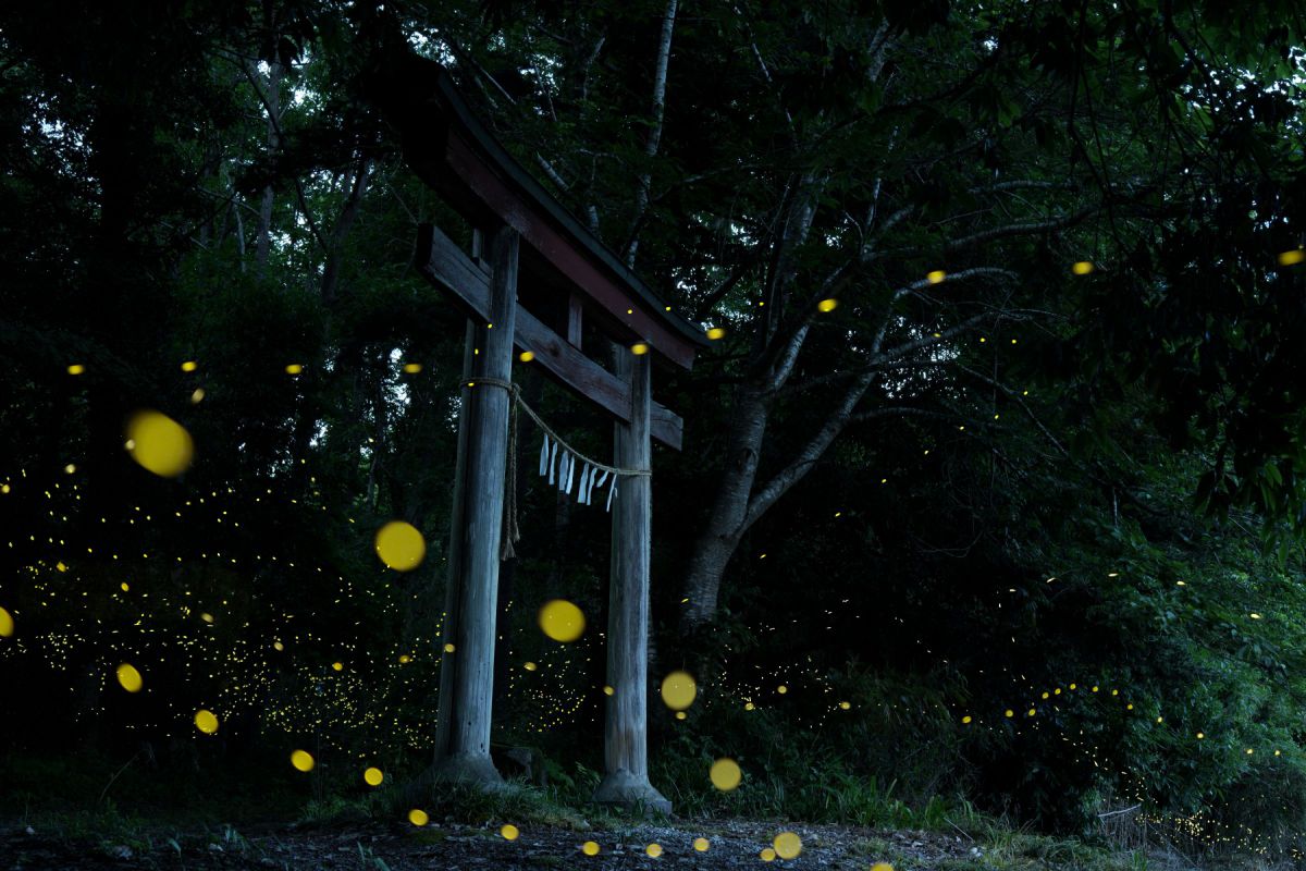 ヒメボタル 2025 | GANREF