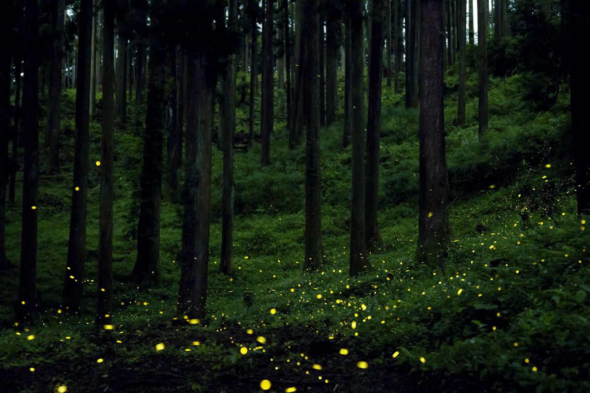 ヒメボタル 2025 | GANREF