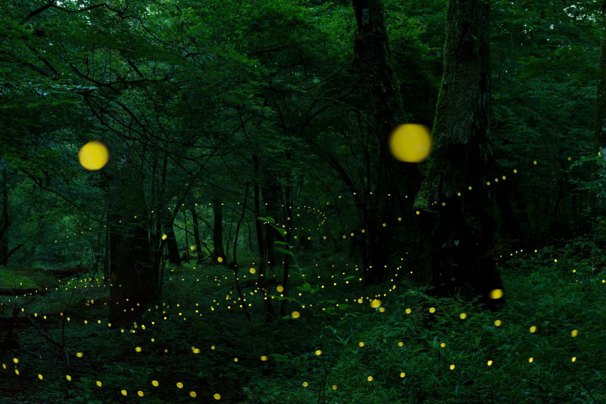 ヒメボタル 2025 | GANREF