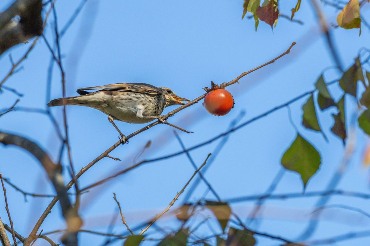 狙い定めて・・・ | GANREF