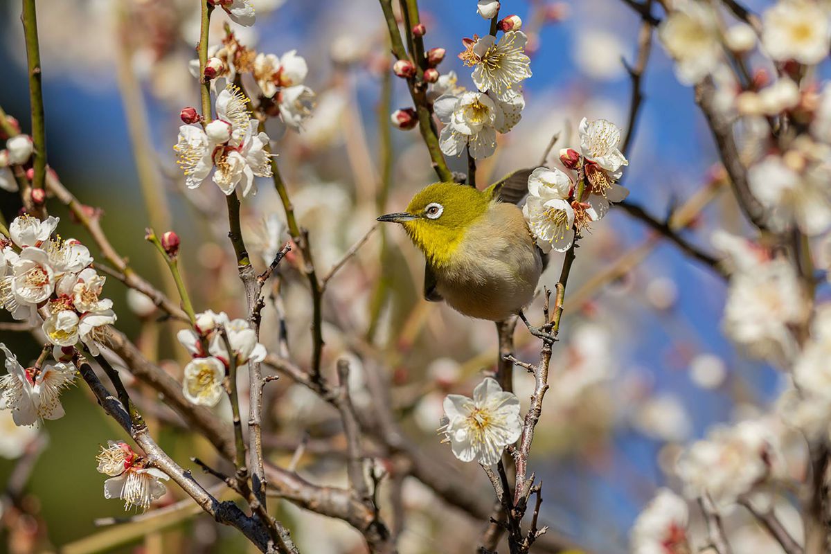 迷うなあ・・・ | GANREF